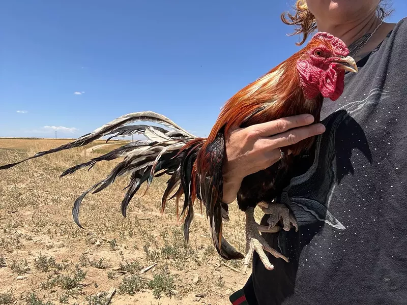 Roosters Killed After Adams County Raid Despite Claims of Rescue | Westword