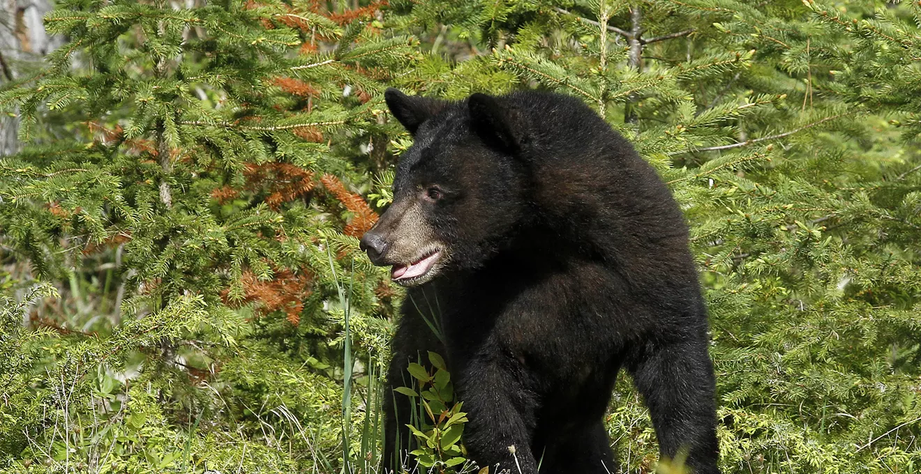Colorado Bears Crash Weddings, Mudrooms and the St. Regis Aspen Resort ...