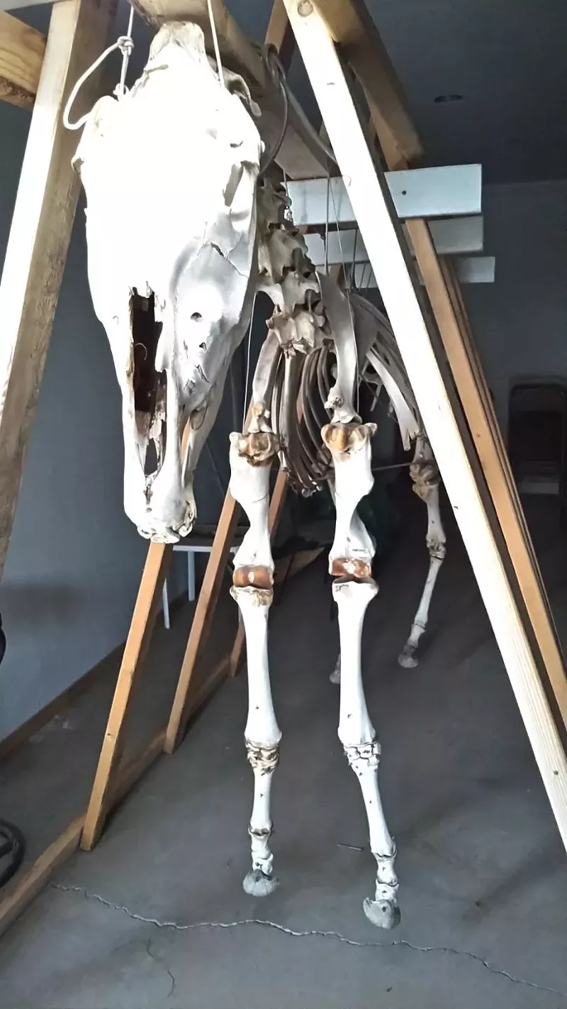 Snippy the Horse Is Headed for the UFO Watchtower | Westword