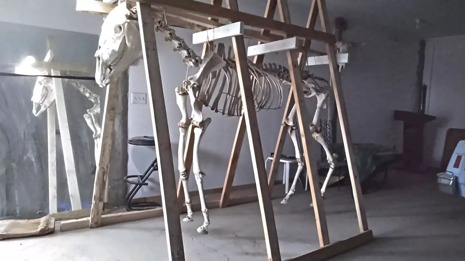 Snippy the Horse Is Headed for the UFO Watchtower | Westword